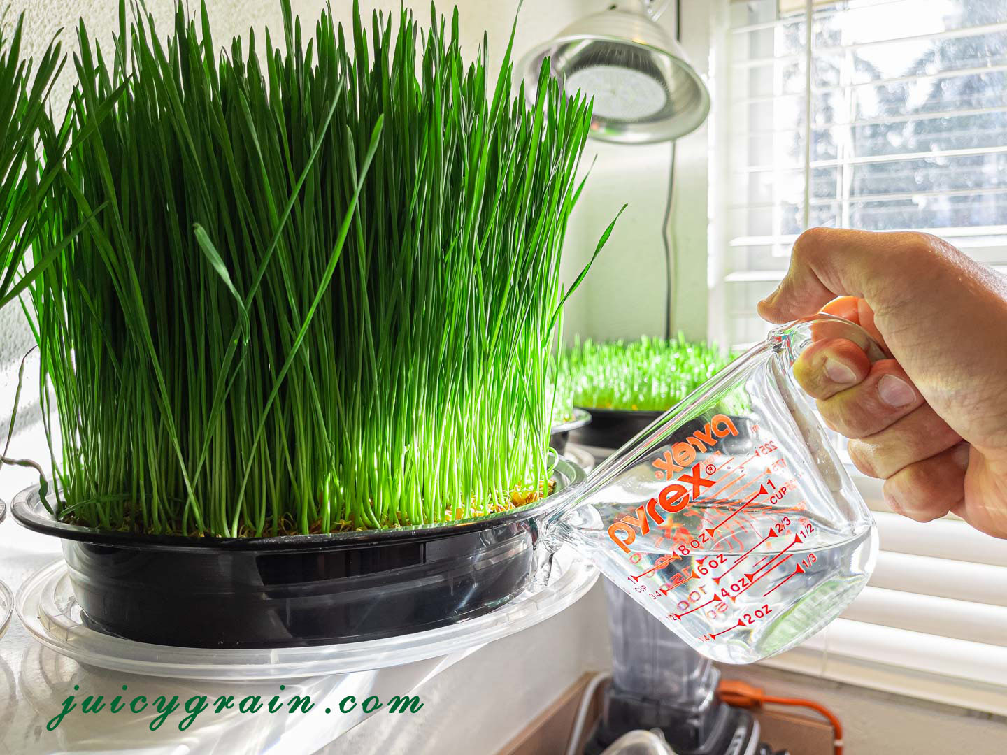 Step 4 Growing wheatgrass sprouts | Juicy Grain