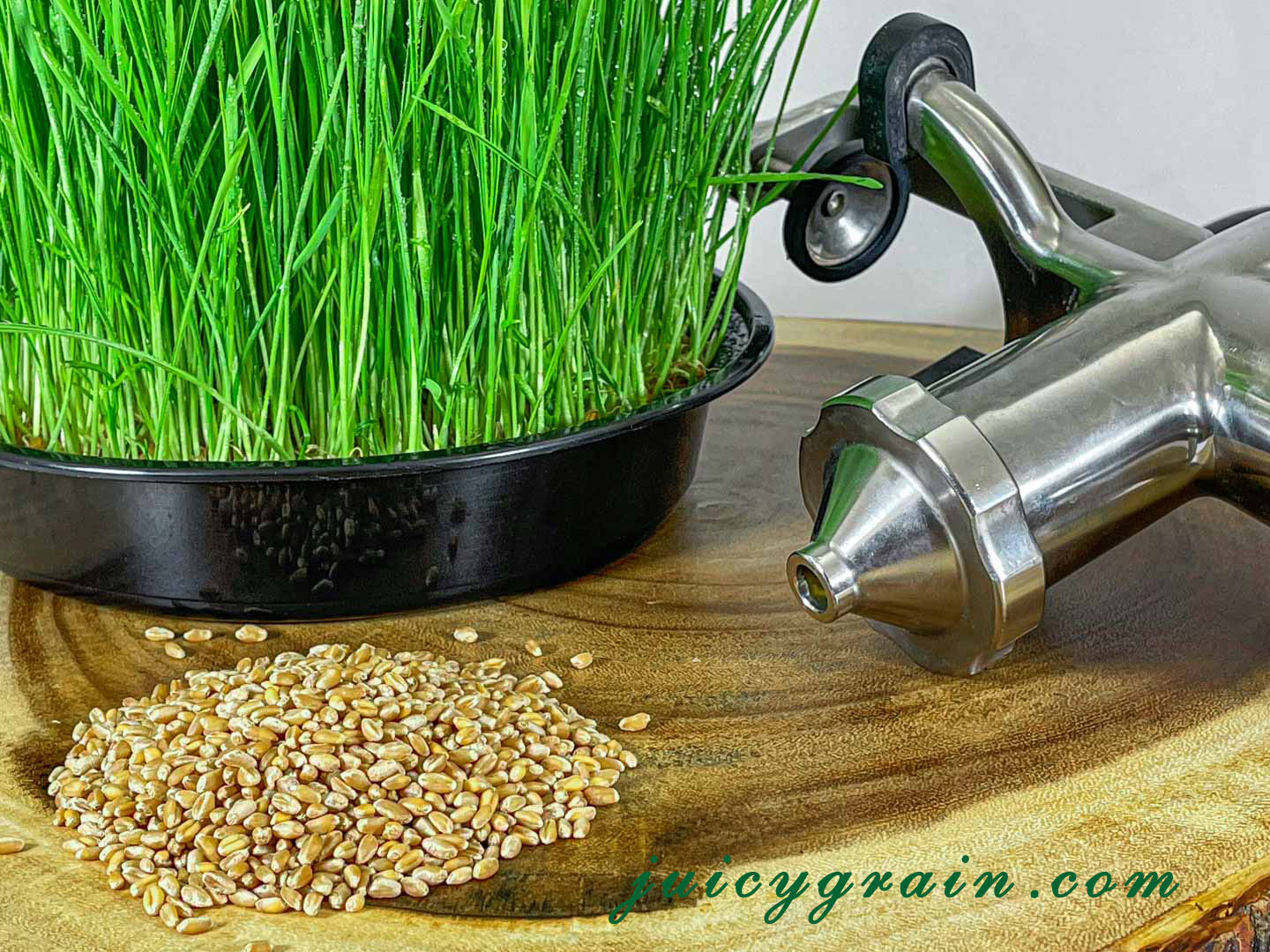 Step 4 Growing wheatgrass sprouts | Juicy Grain