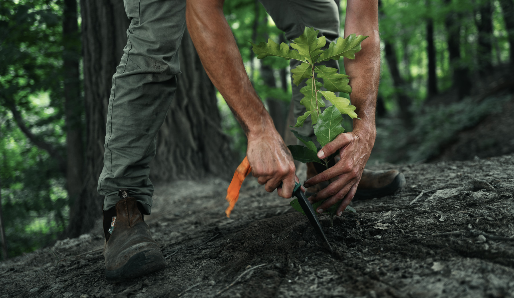 Wilder Climate Solutions