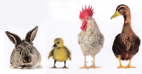 Mairie de Voinsles : "RECENSEMENT BASSE-COUR"