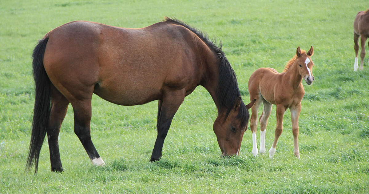 Diamond Land + Livestock Quarter Horses Breeding Program