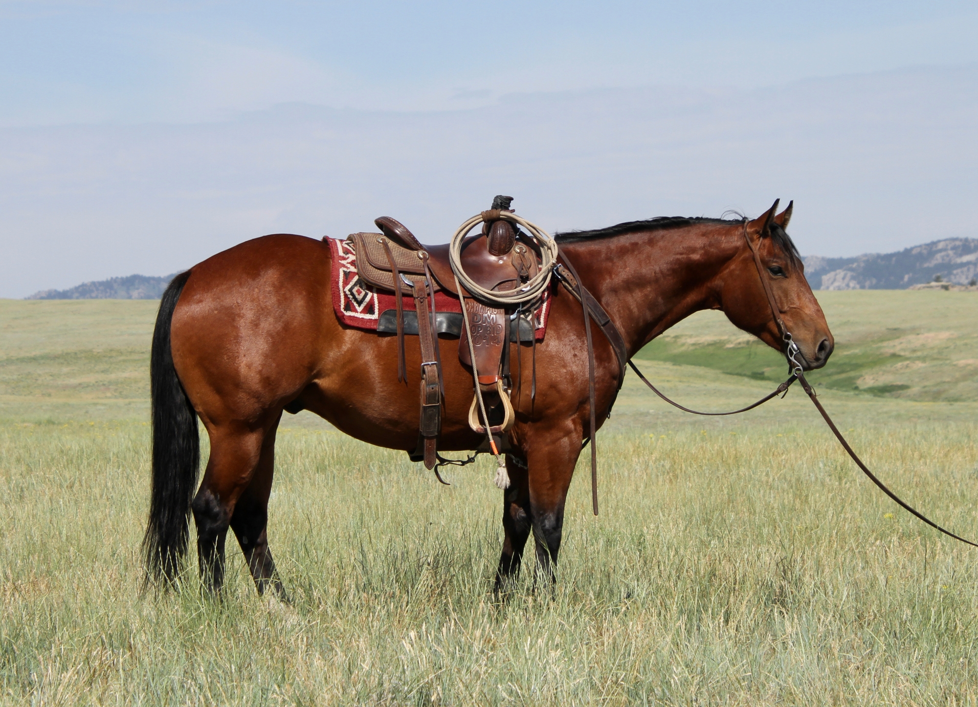 Offspring | Diamond Land & Livestock Quarter Horses
