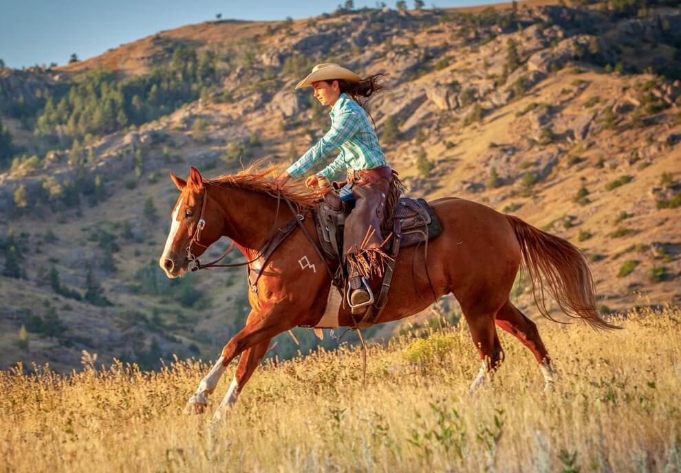 Meet Brockleface Starlite | Stallion at Diamond Land & Livestock ...