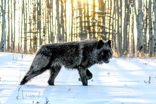 Learn about Wolfdogs | Yamnuska Wolfdog Sanctuary