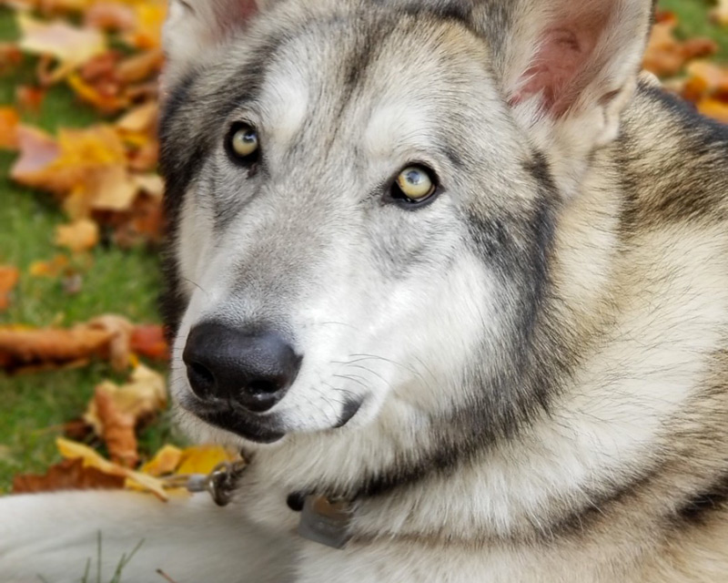 Wolfdog Rescue & Adoption | Yamnuska Wolfdog Sanctuary