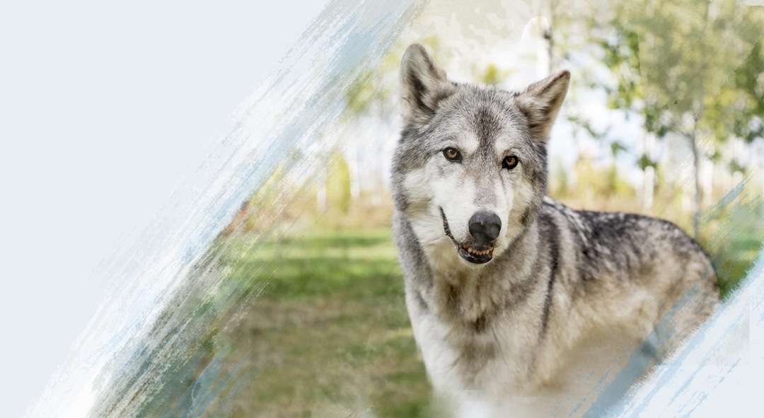 Interactive Tour | Yamnuska Wolfdog Sanctuary