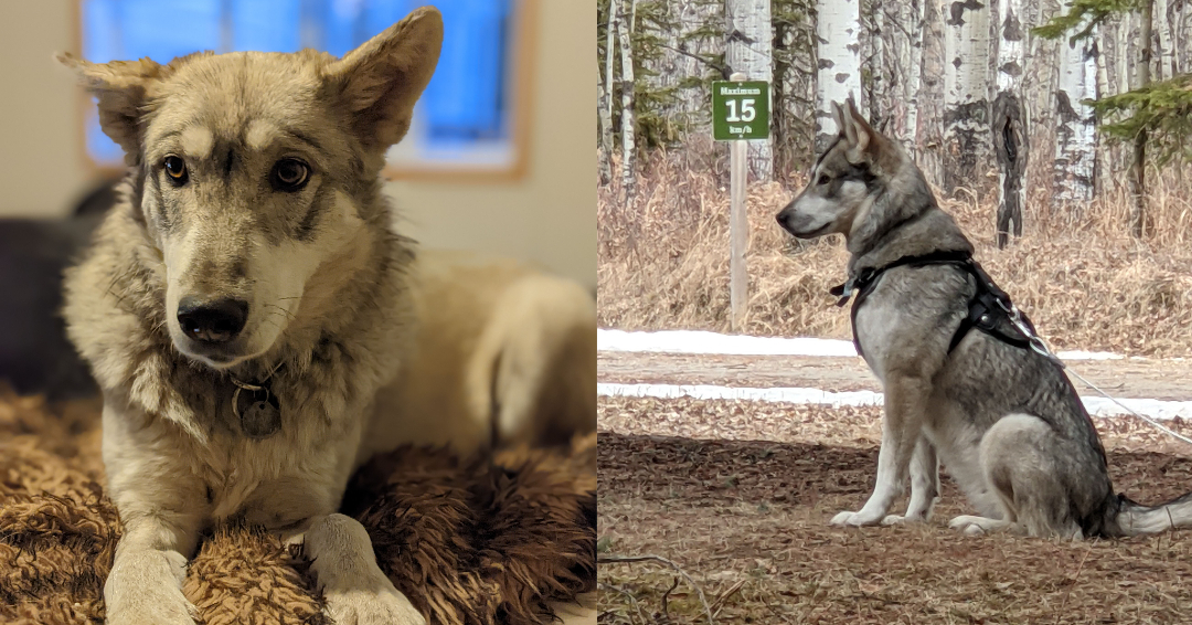 Wolfdog Rescue & Adoption | Yamnuska Wolfdog Sanctuary