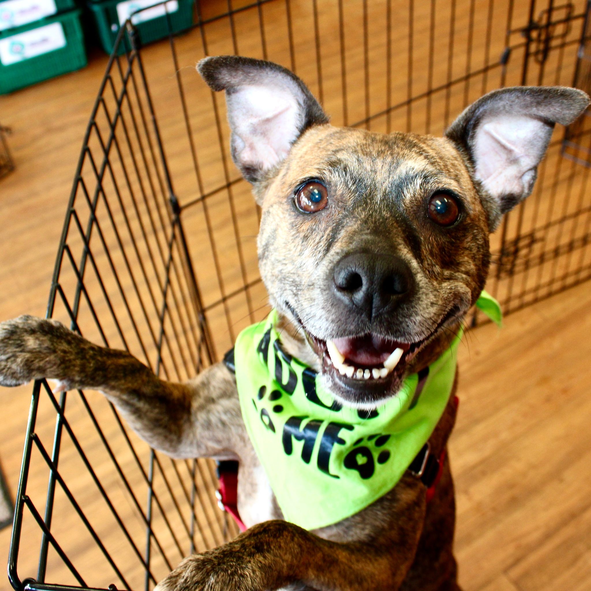 PawLife Rescue Group | Non-Profit Animal Rescue