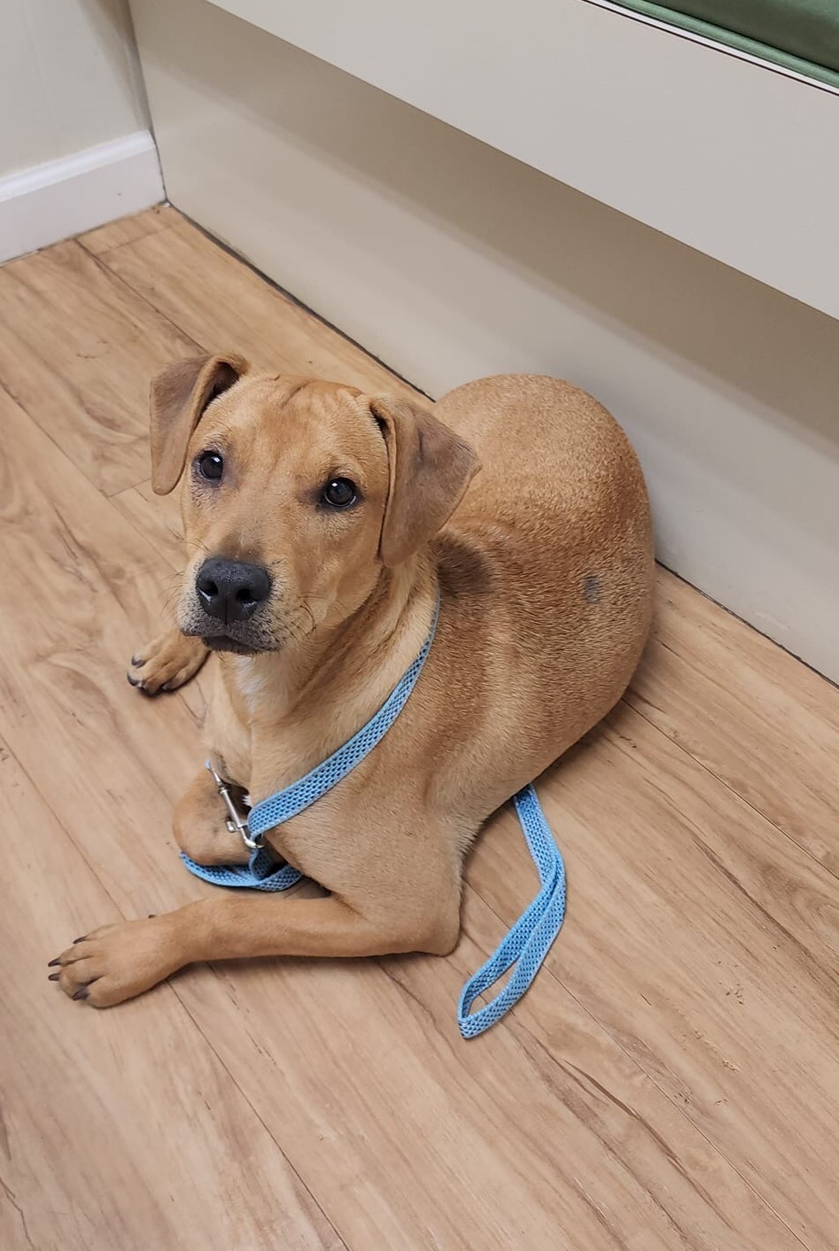 Meet Our Adoptable Pets