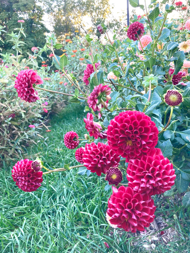 Floral Photo Gallery | Discover Little Hill Flowers | You-Pick in Indiana