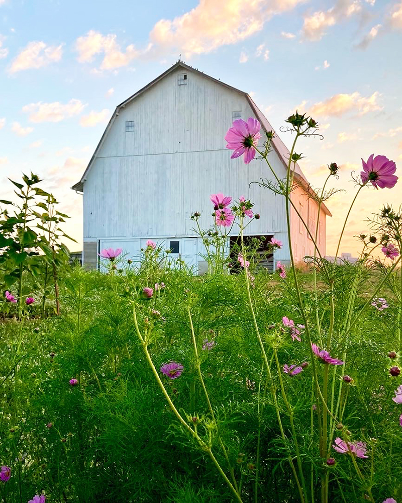 Floral Photo Gallery | Discover Little Hill Flowers | You-Pick in Indiana