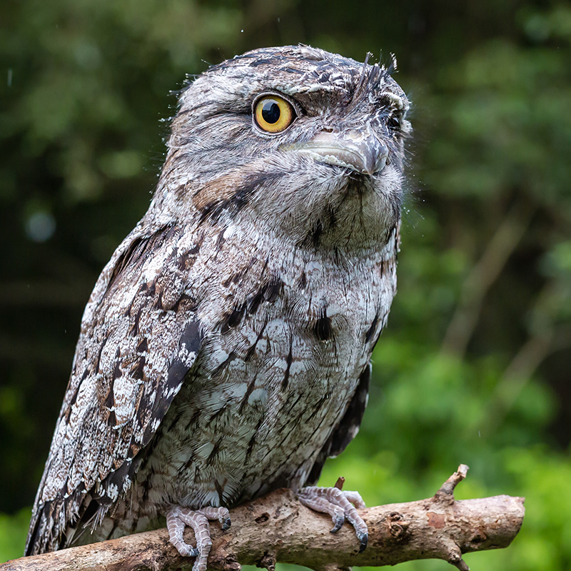 Wildlife Profiles | Roaming Wild Cairns