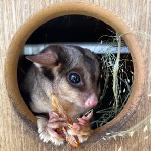 Wildlife Profiles | Roaming Wild Cairns