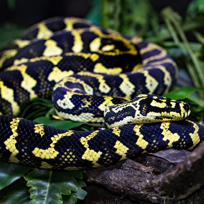 Wildlife Profiles | Roaming Wild Cairns