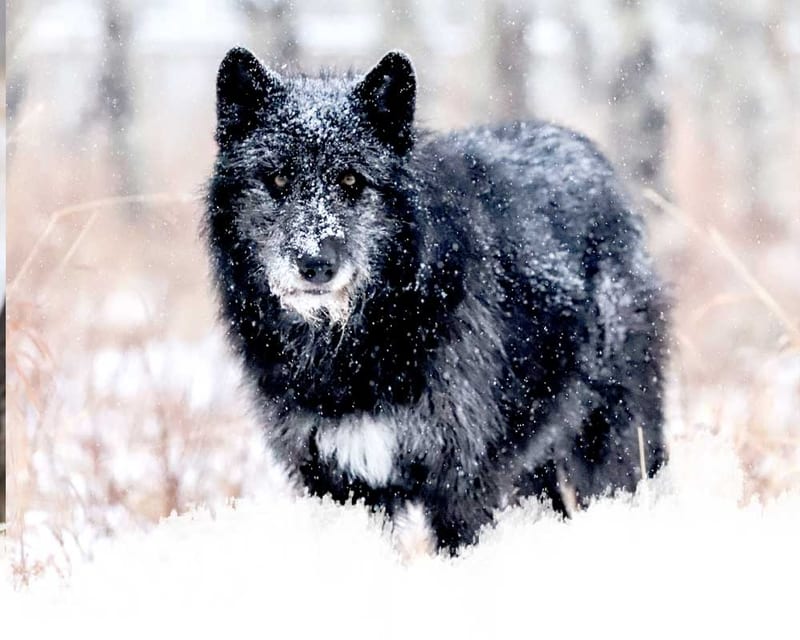 Yamnuska Wolfdog Sanctuary | Cochrane, Alberta, Canada