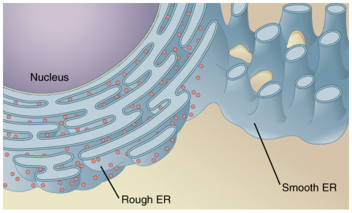 Membrane-Bound Organelles and Defining Characteristics of Eukaryotic ...