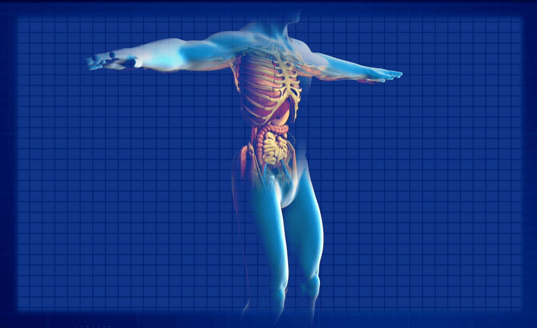 The Digestive System: MCAT — Medistudents