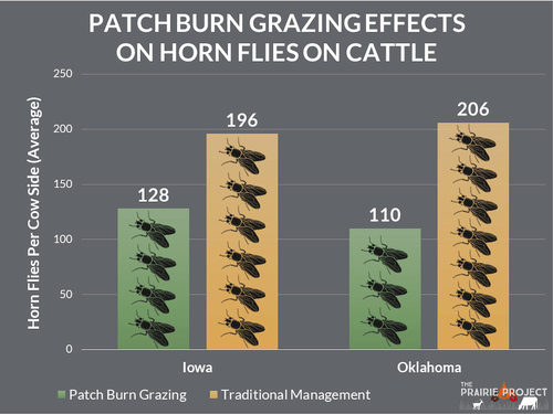 Patch-Burn Grazing | The Prairie Project