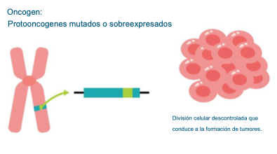 Conceptos básicos de Biocare: oncogenes