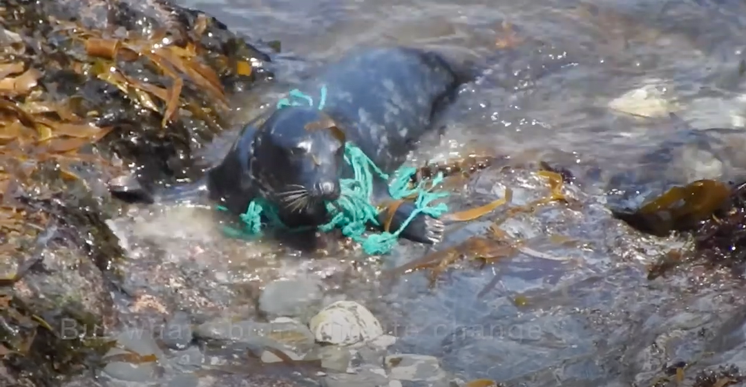 Films from Cornwall Climate Care