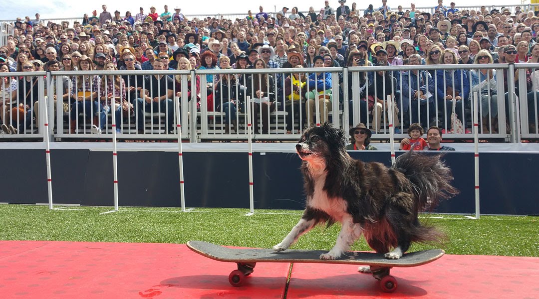 Theme Park and Zoo Attraction