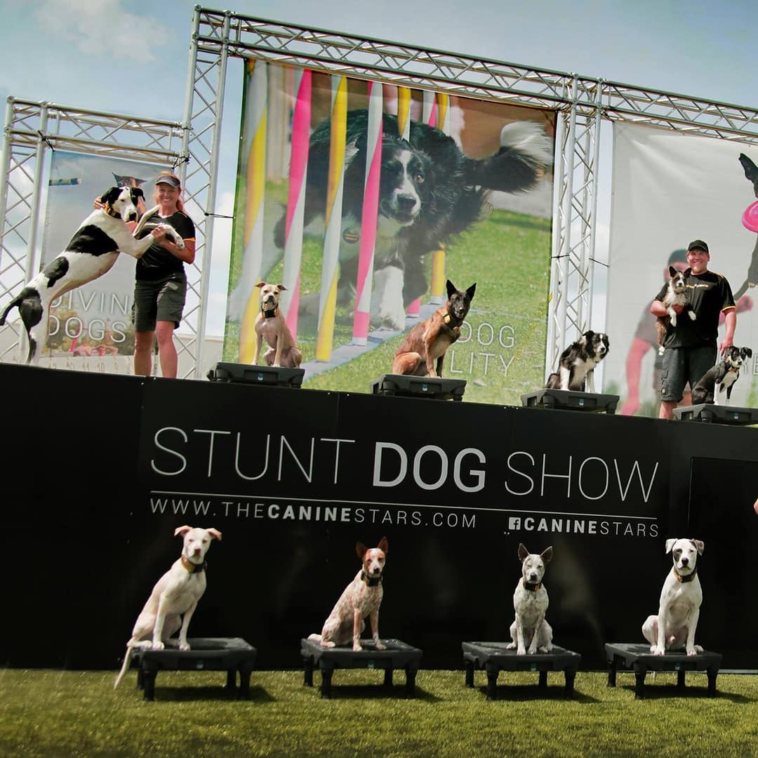 Stunt Dog Show | Entertainment Act by The Canine Stars