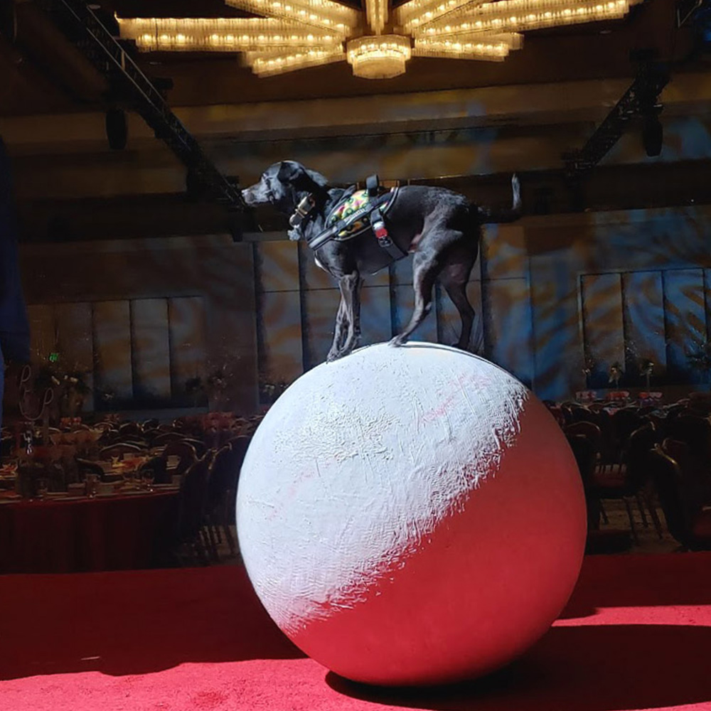 Stunt Dog Show | Entertainment Act by The Canine Stars