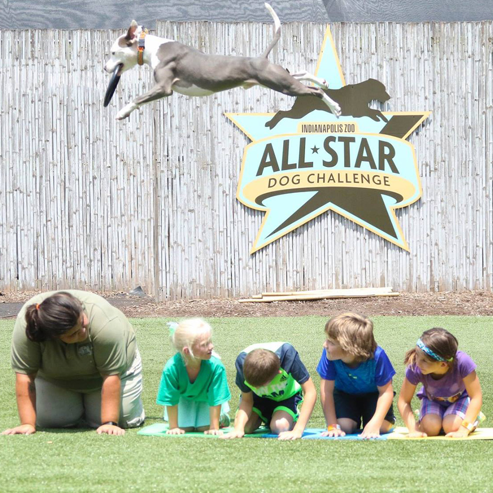 Stunt Dog Show | Entertainment Act by The Canine Stars