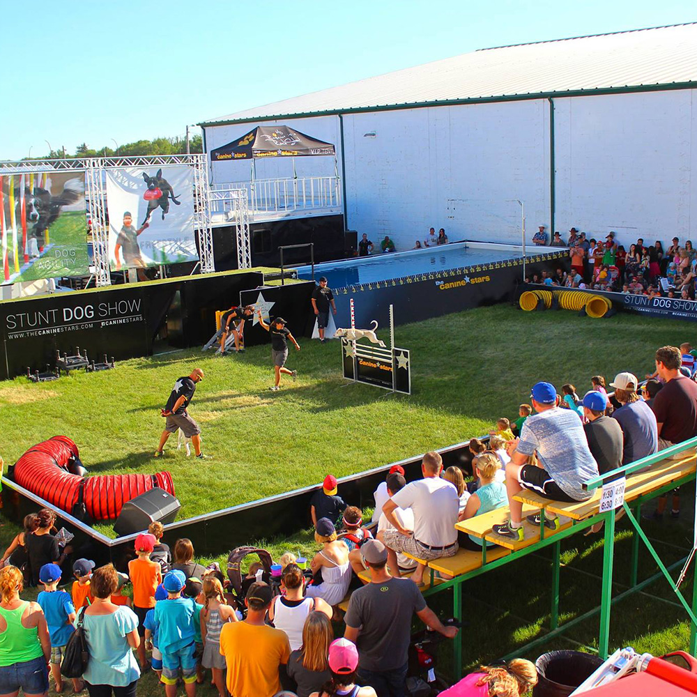 Stunt Dog Show | Entertainment Act by The Canine Stars