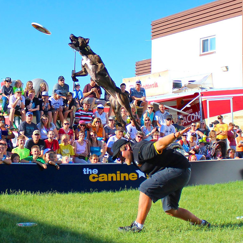 Stunt Dog Show | Entertainment Act by The Canine Stars