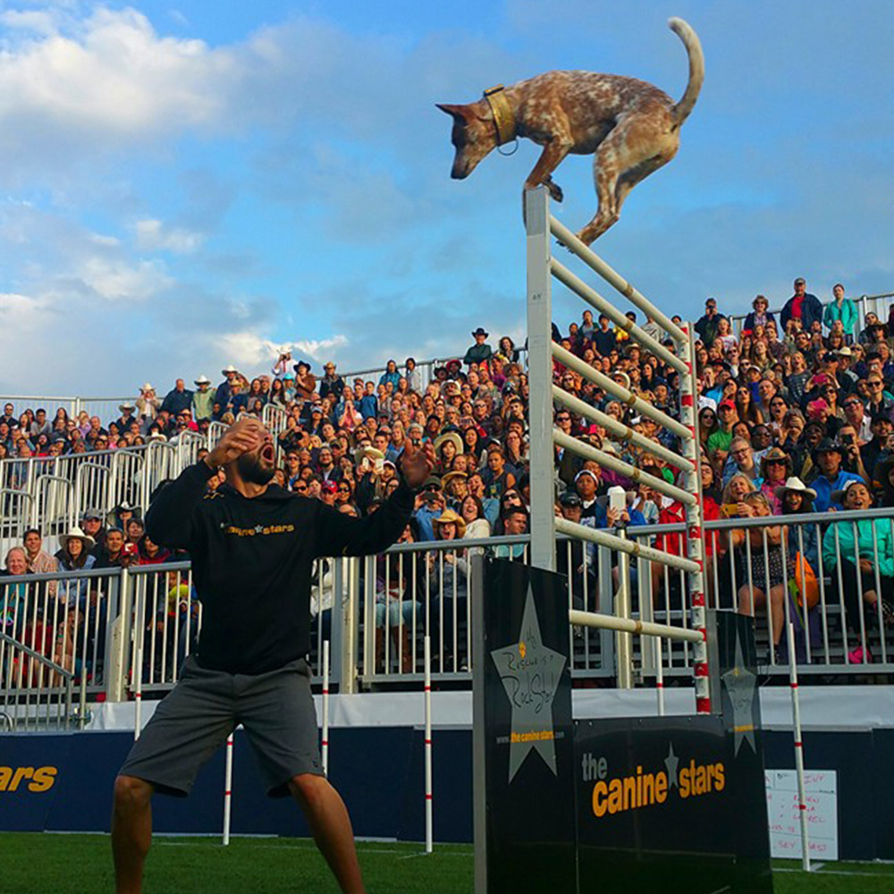 Stunt Dog Show | Entertainment Act by The Canine Stars