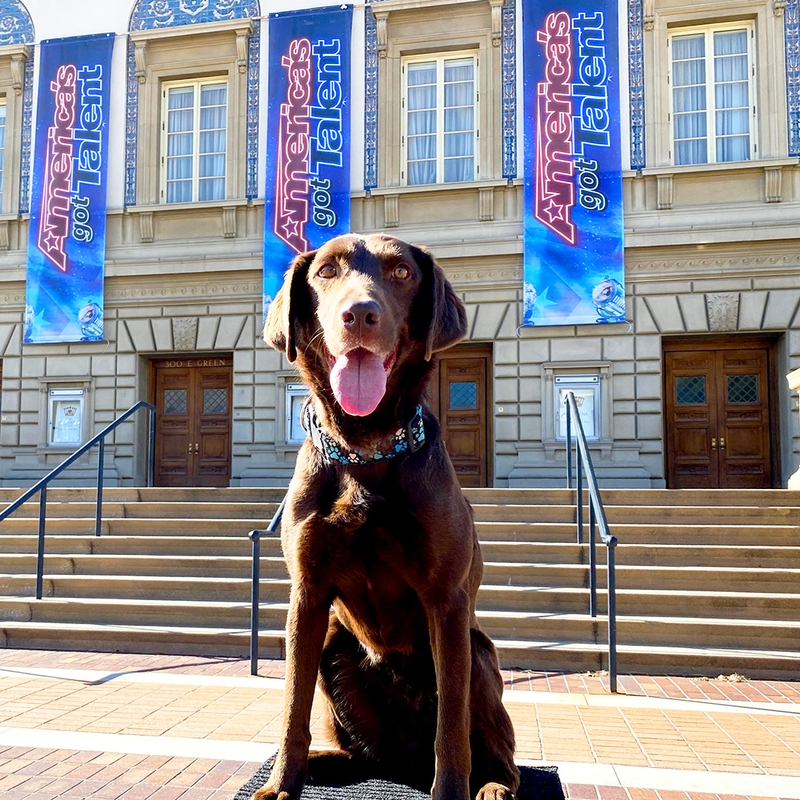 America's Got Talent 2021 featuring The Canine Stars