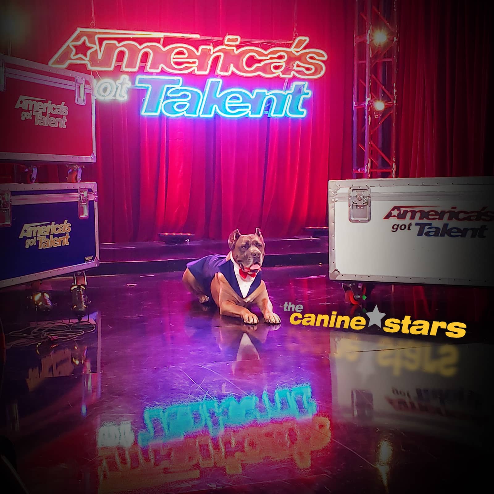 America's Got Talent 2021 featuring The Canine Stars