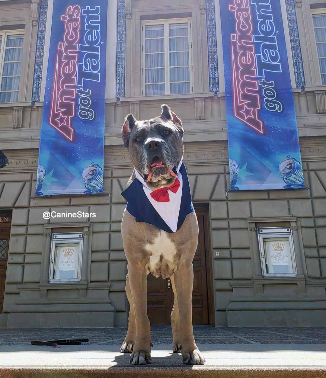 America's Got Talent 2021 featuring The Canine Stars