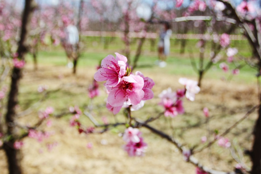 7 Insta-worthy places to visit in Perth this spring | Perth Underground