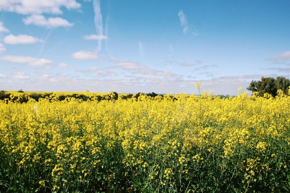 7 Insta-worthy places to visit in Perth this spring | Perth Underground
