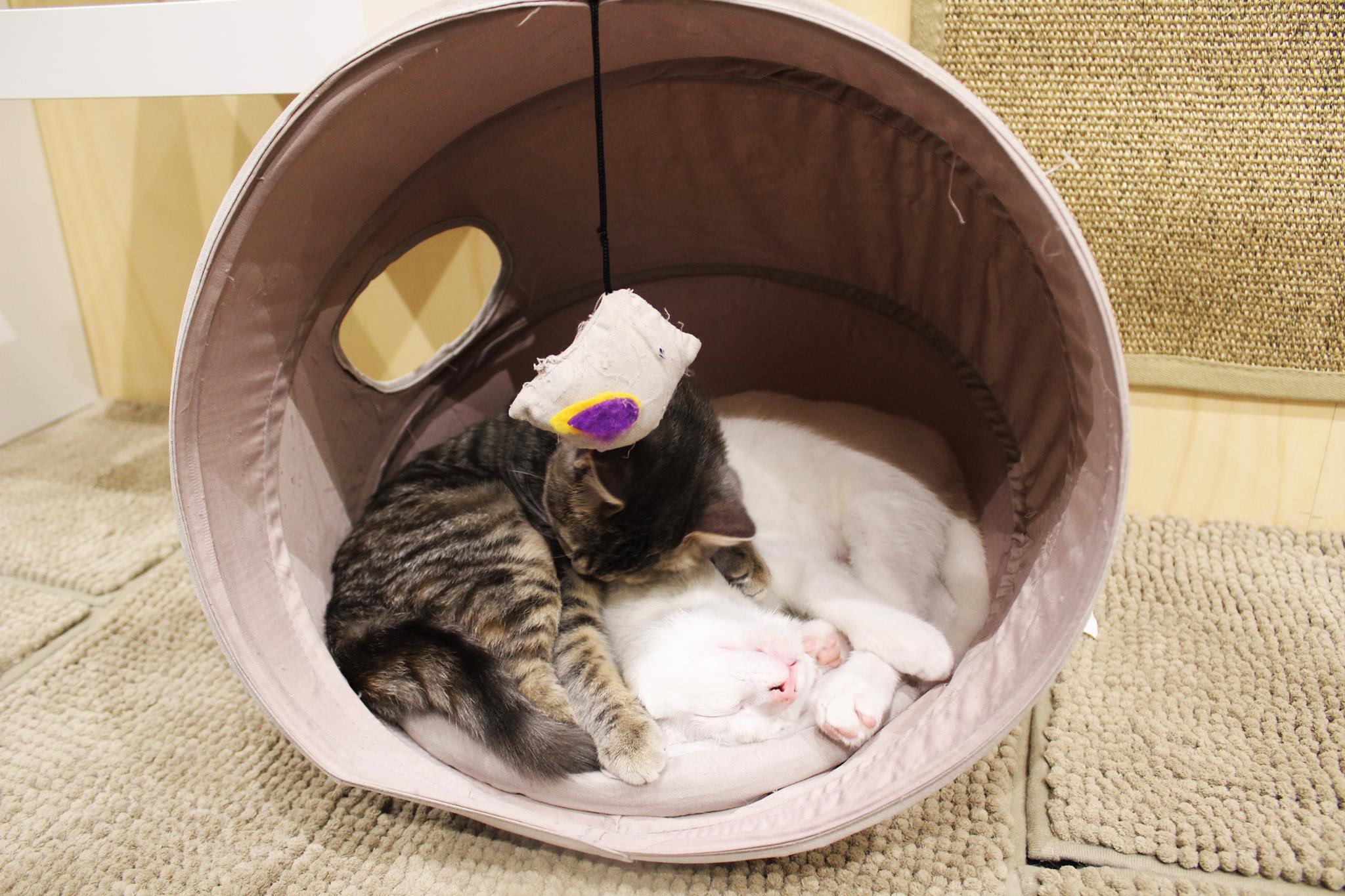 The Cat Cafe Purrth | Perth Underground