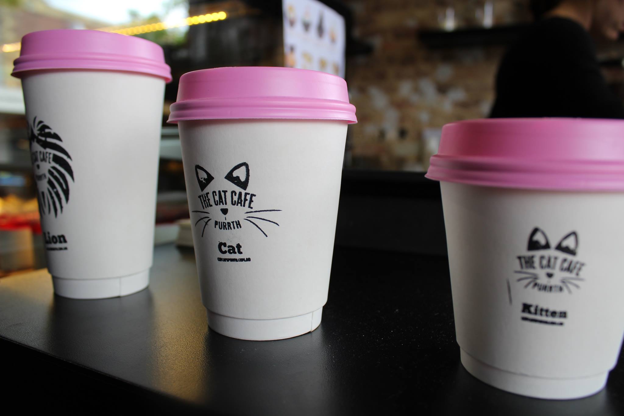 The Cat Cafe Purrth | Perth Underground