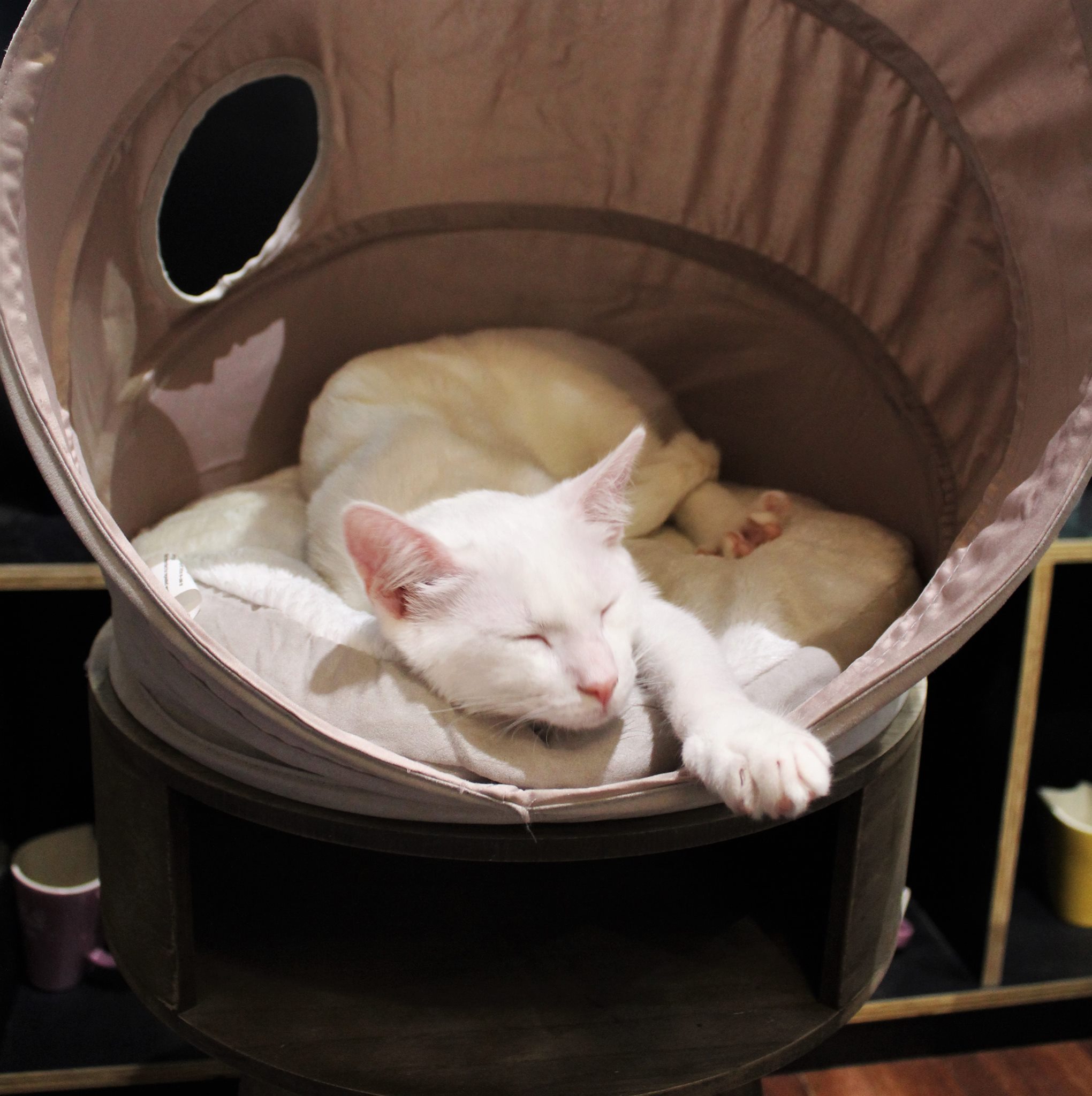 The Cat Cafe Purrth | Perth Underground