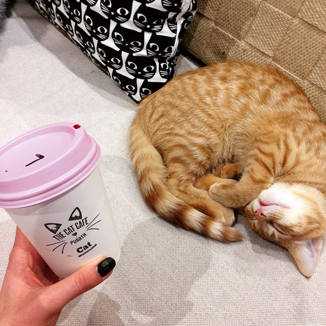 The Cat Cafe Purrth | Perth Underground