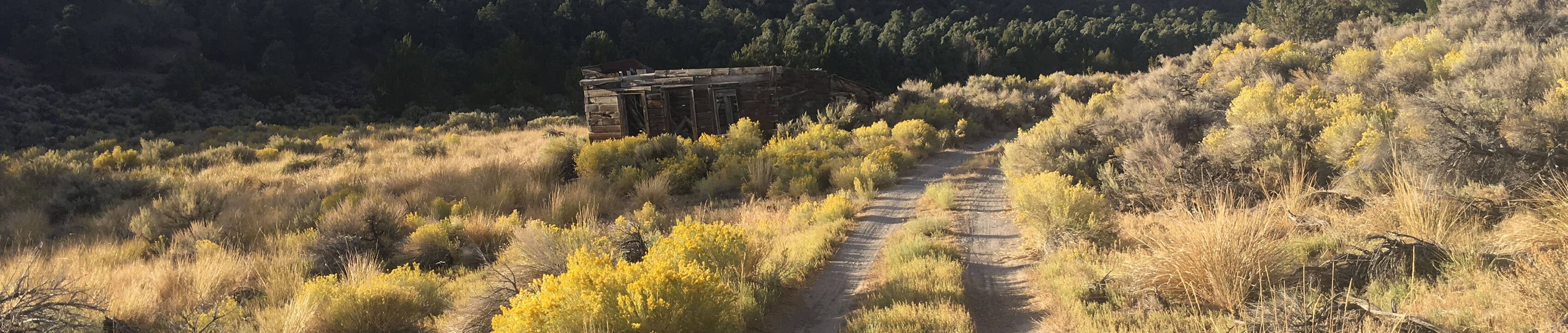 Gold and silver mining projects in nevada - Infield Minerals