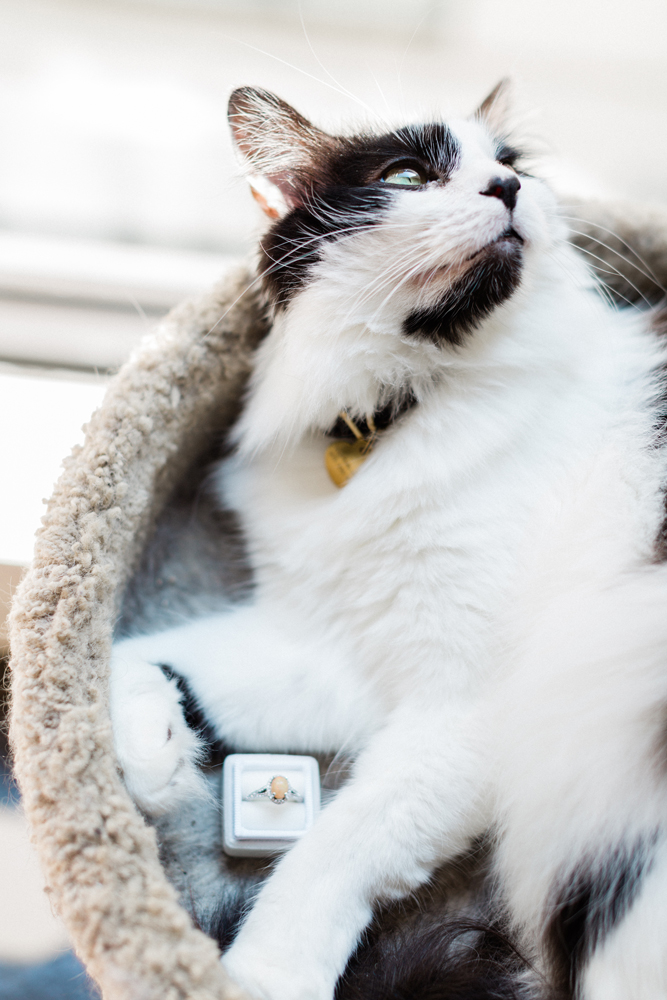 Cat Friendly Engagement Session by Micahla Vaughn Photography