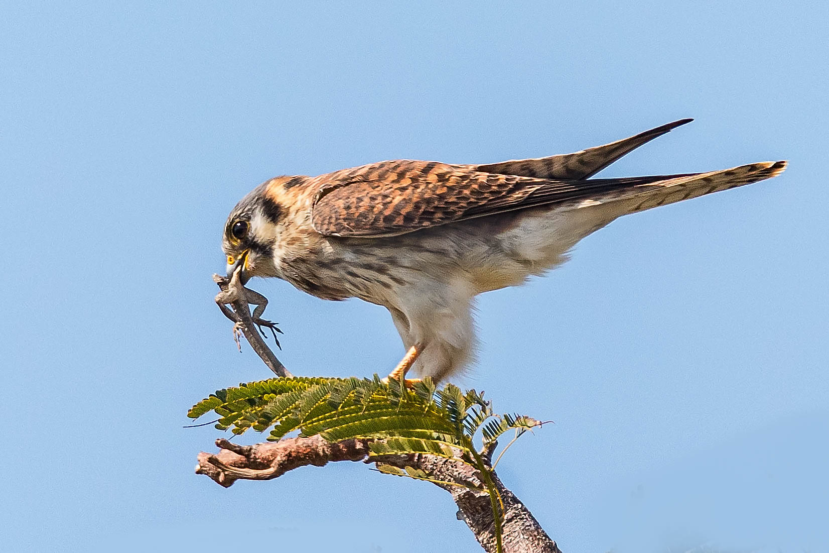 Jim Robellard's Birds of Southwest Florida