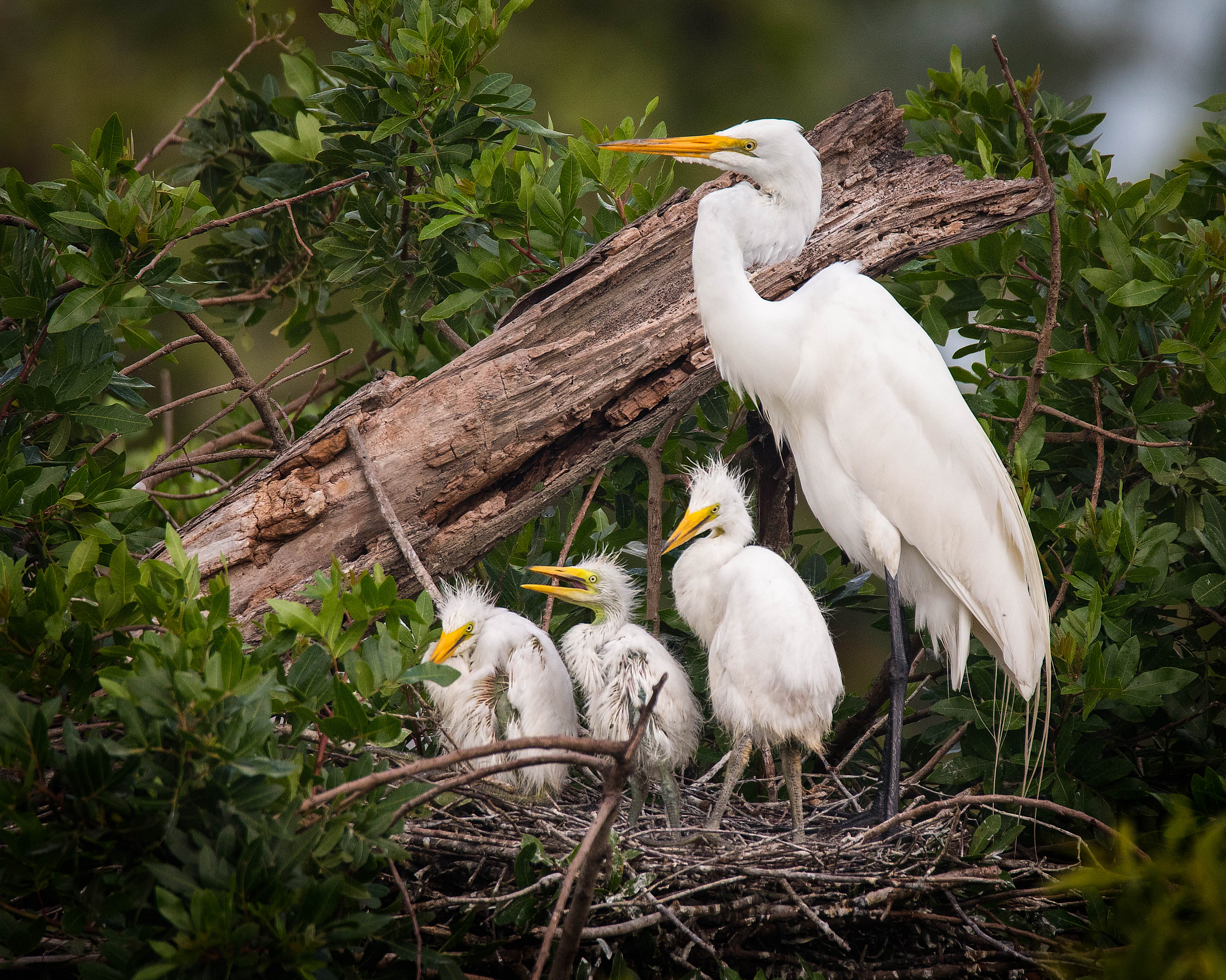 Jim Robellard's Birds of Southwest Florida