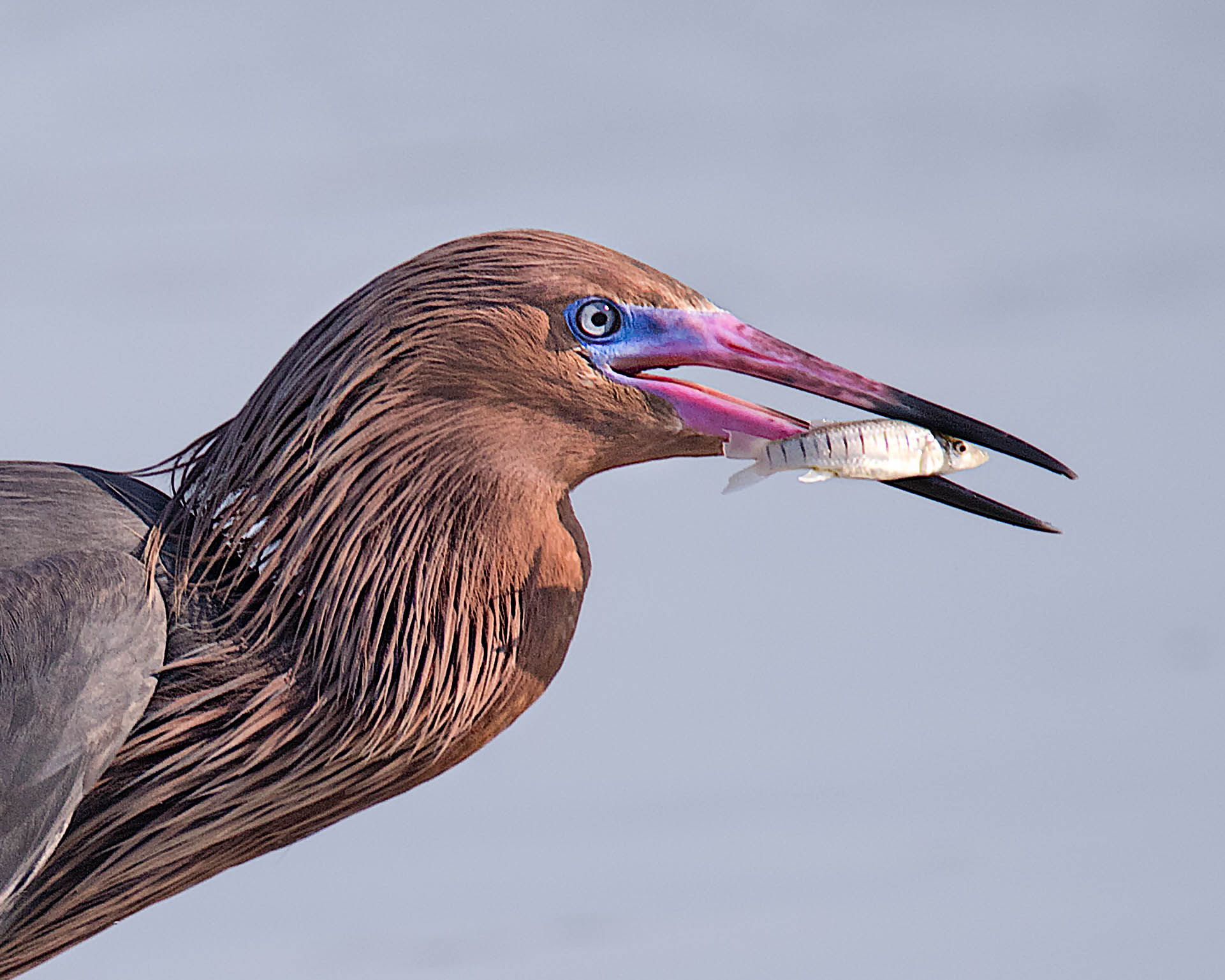 Jim Robellard's Birds of Southwest Florida