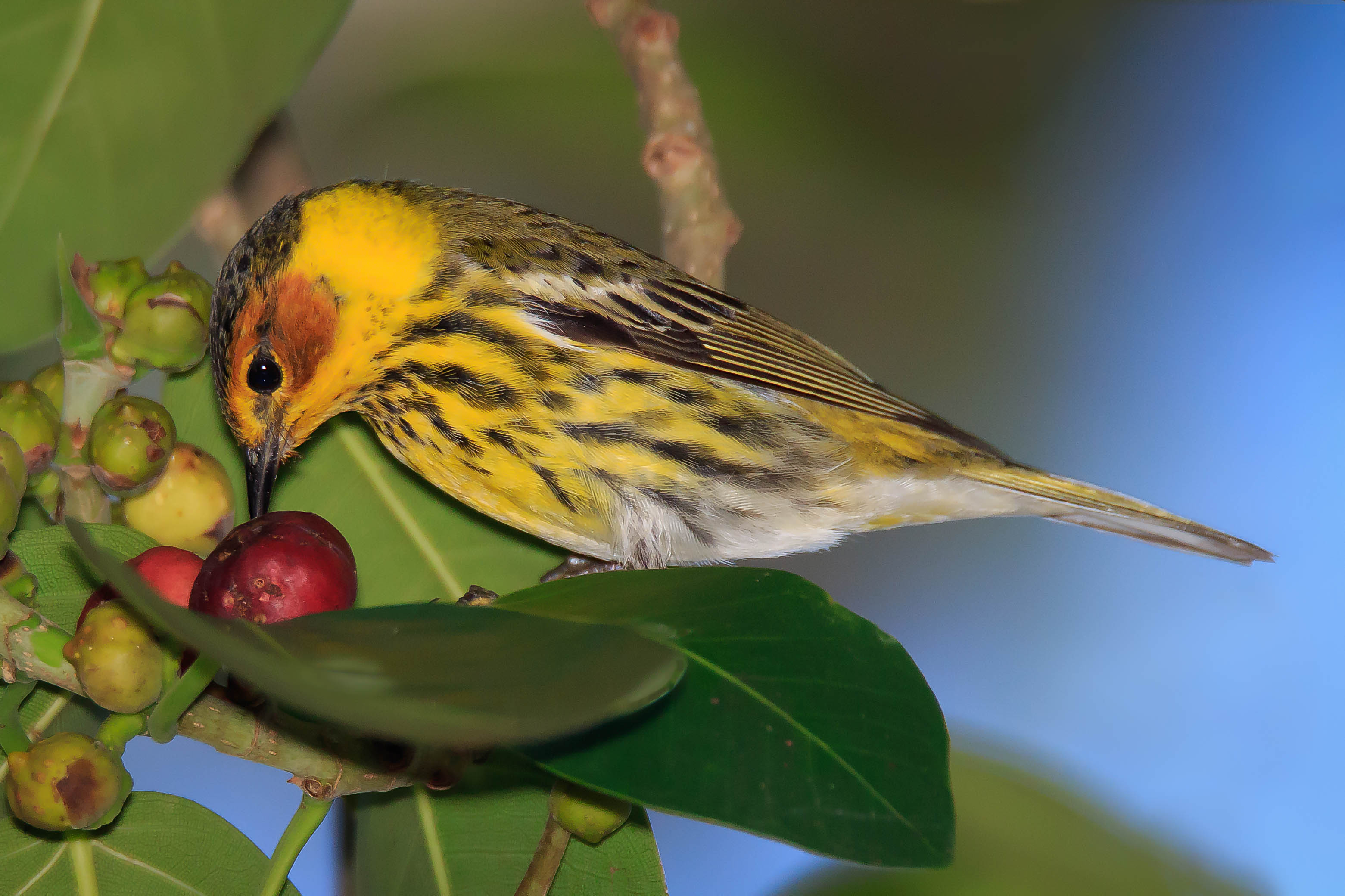 Jim Robellard's Birds of Southwest Florida