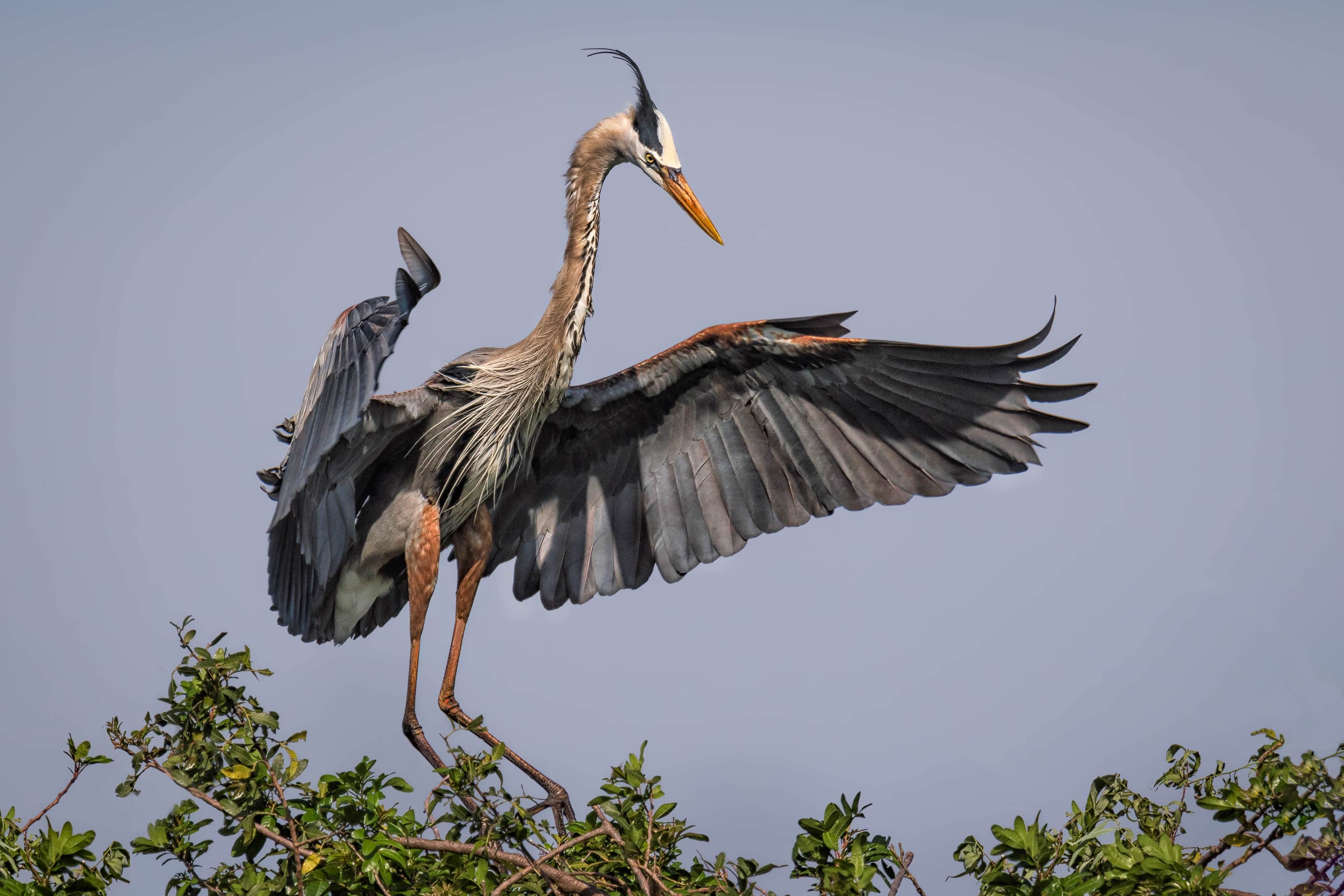 Jim Robellard's Birds of Southwest Florida