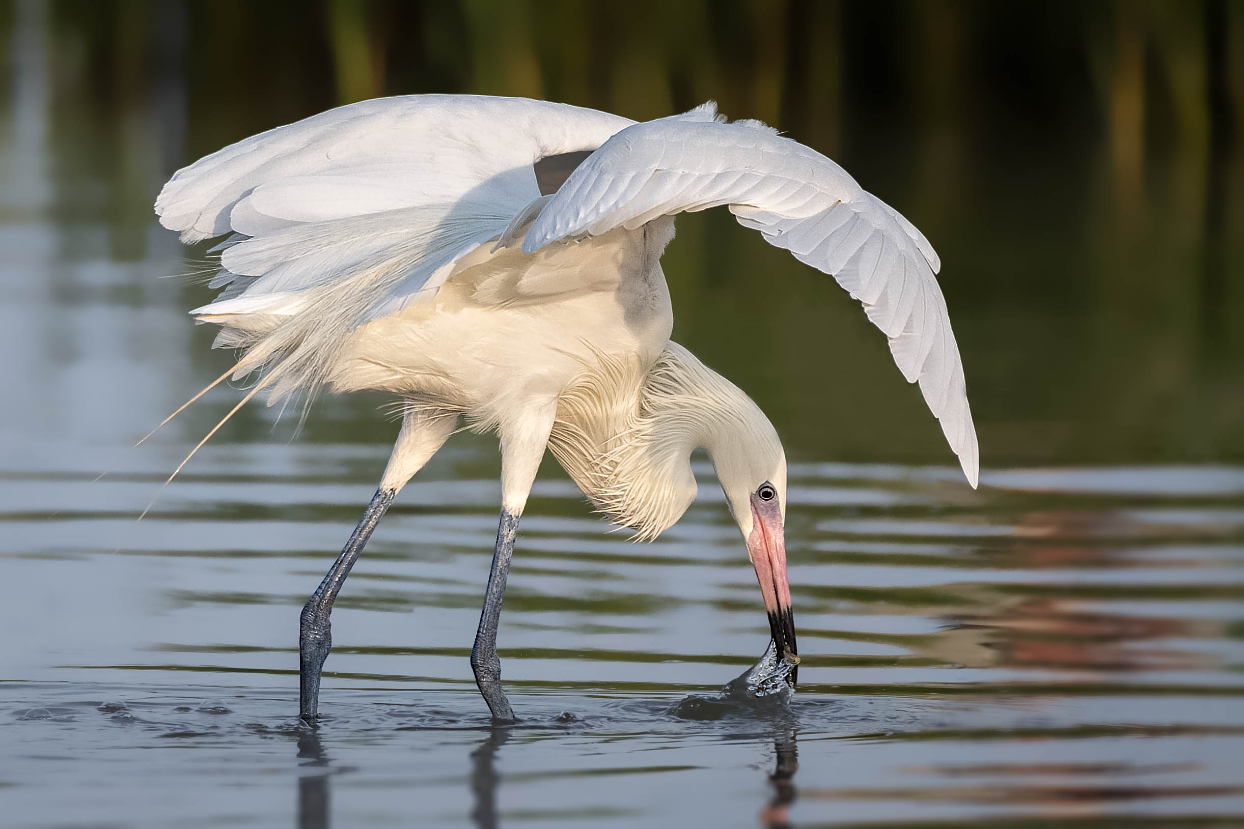 Jim Robellard's Birds of Southwest Florida