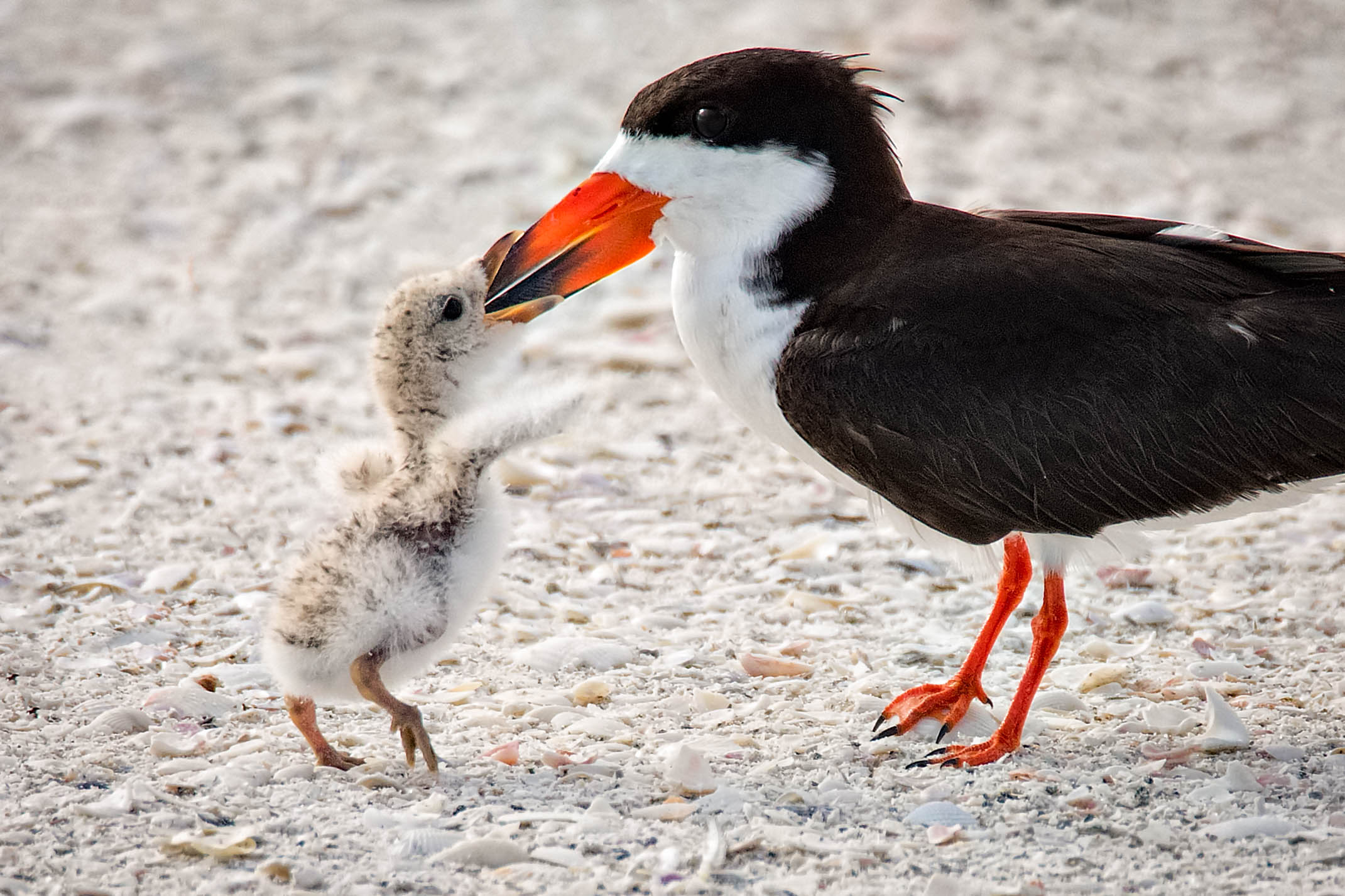 Jim Robellard's Birds of Southwest Florida