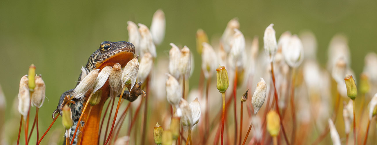 Neoteny – The Secret to Being a Lifelong Leader